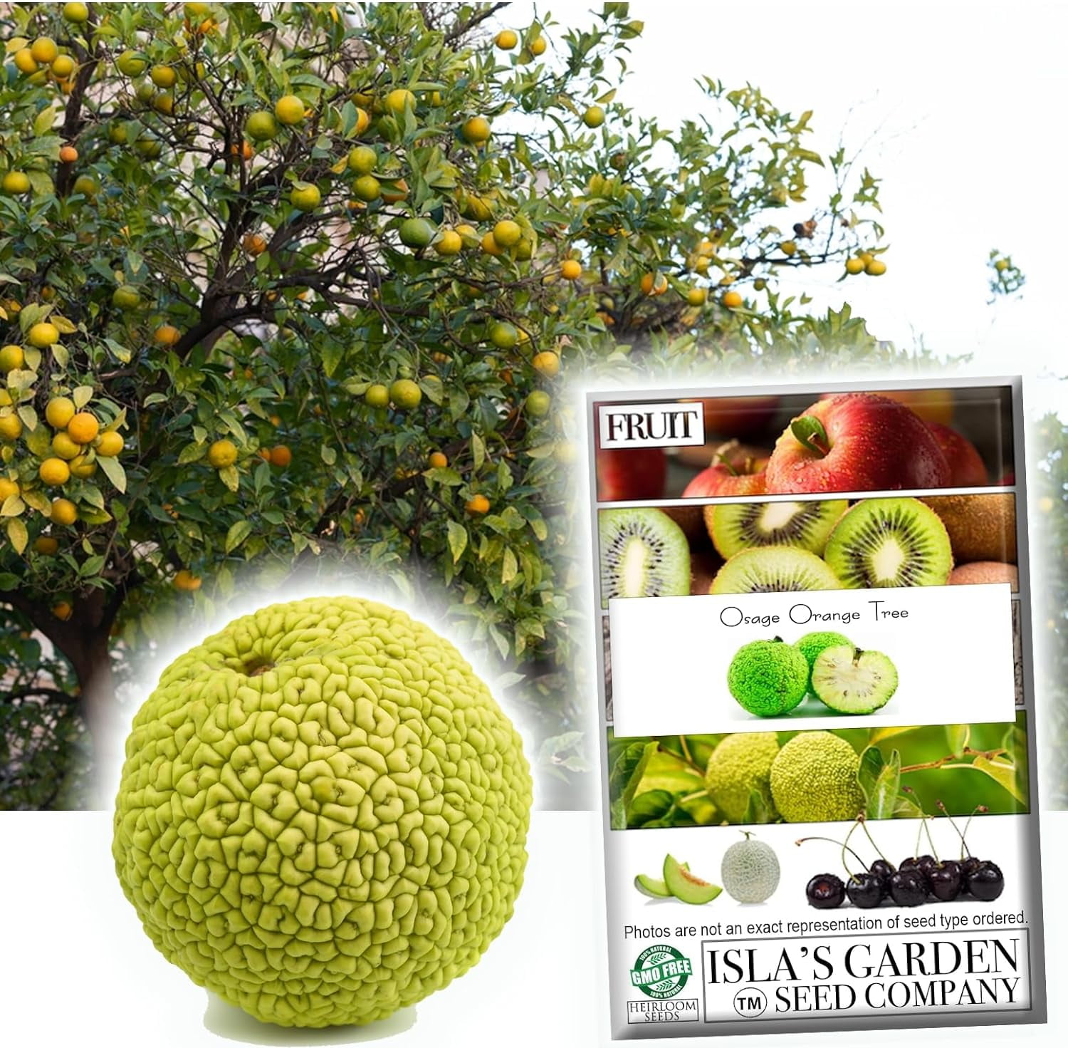 Isla's Garden Seeds, Osage Orange Tree Seeds, Heirloom, Fast Growing ...