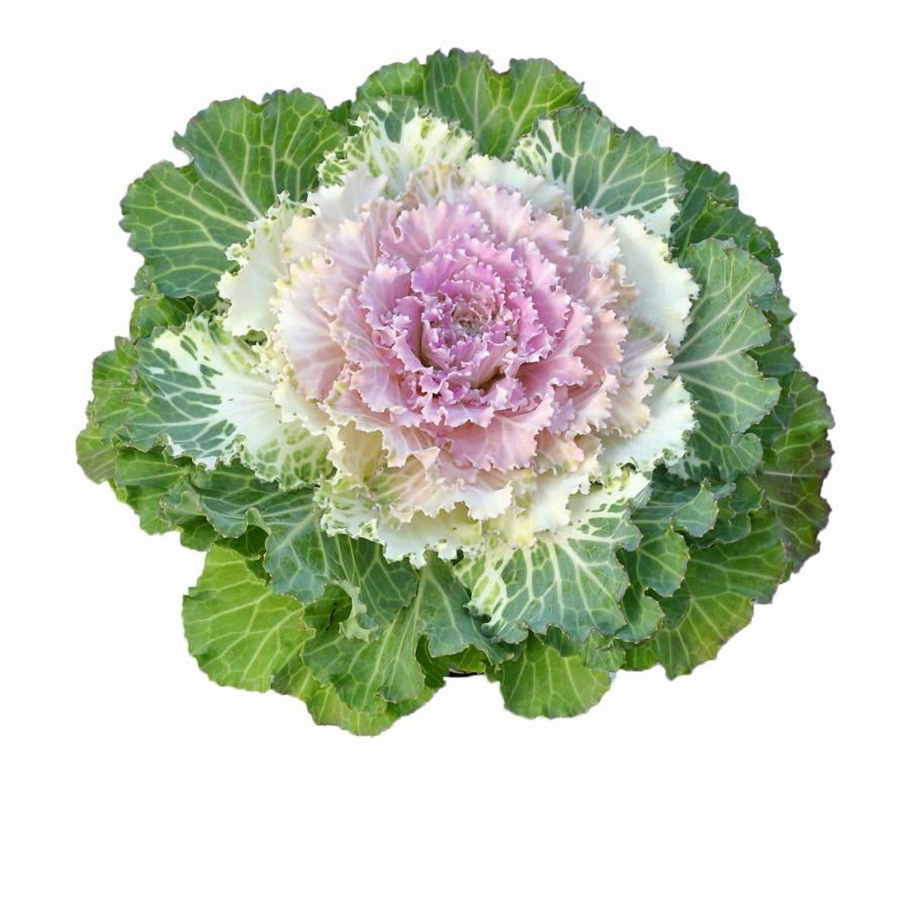 Osaka IQ Pink Bicolor-Ornamental Cabbage-Ideal for container gardening ...