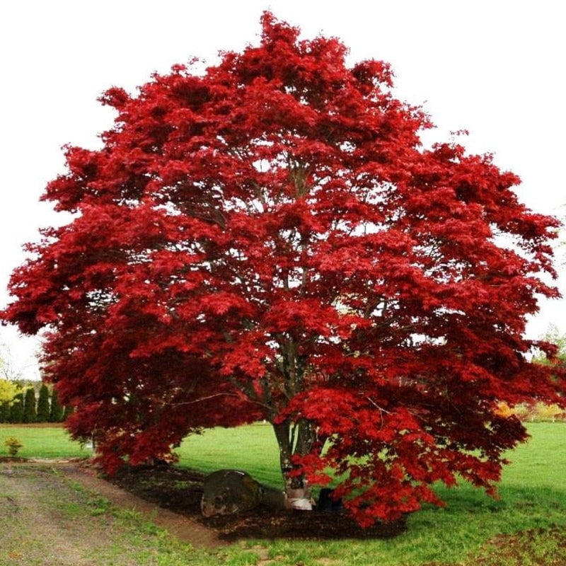 Oshio Beni Japanese Maple Live Tree – 10 Gallon - Walmart.com
