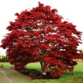 Oshio Beni Japanese Maple Live Tree – 10 Gallon - Walmart.com