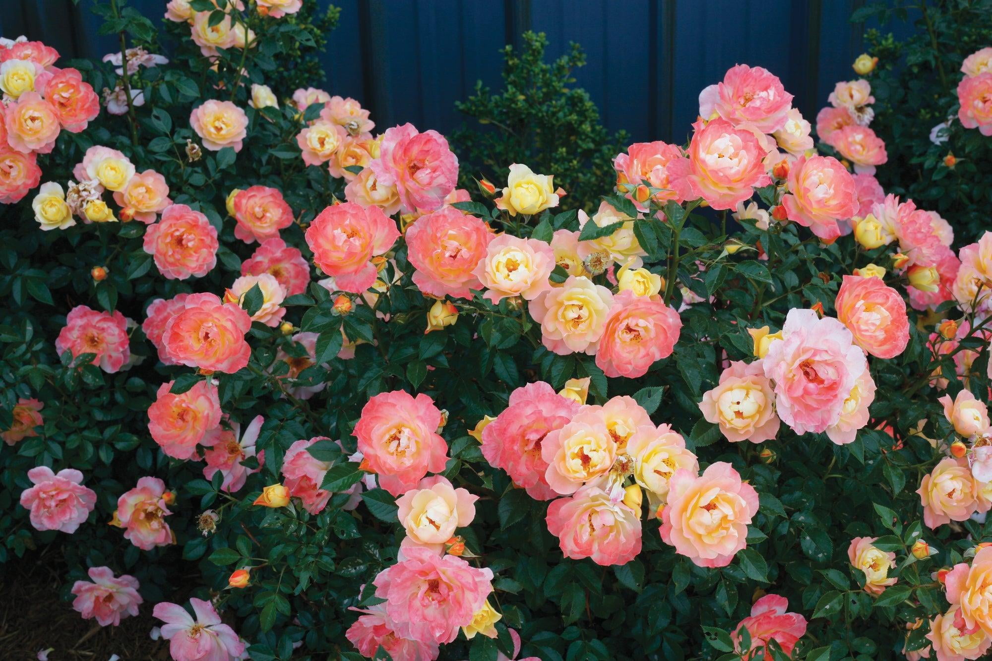Oso Easy Italian Ice' Landscape rose 3 Gallon - Walmart.com