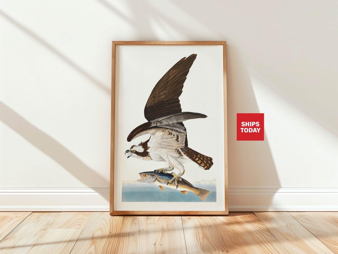 Osprey Fish Hawk Print Vintage Bird Art Retro Bird Wall Art Lakehouse ...