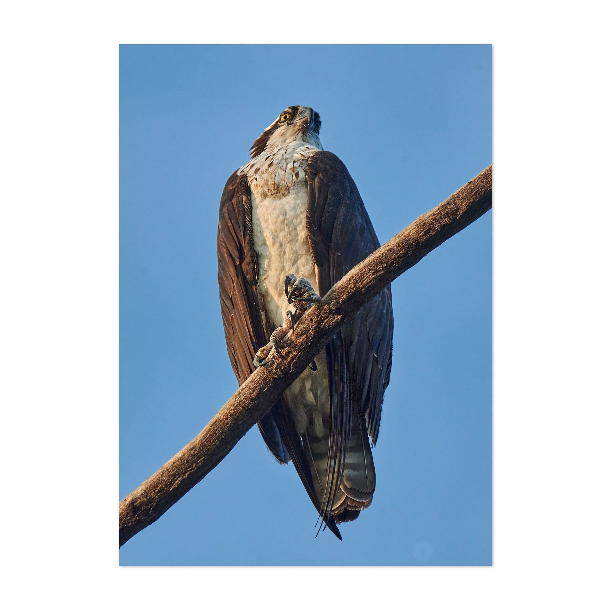 Osprey - Photography Wildlife Bird Nature Animal Scenic Woodland ...