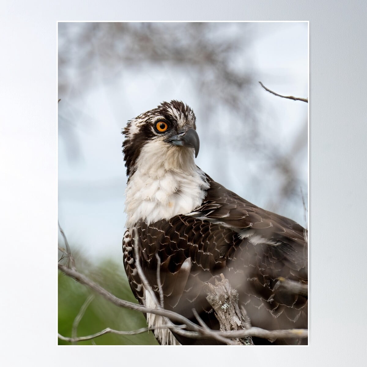 Osprey Poster Wall Art, Modern Wall Decor For Living Room Bedroom ...