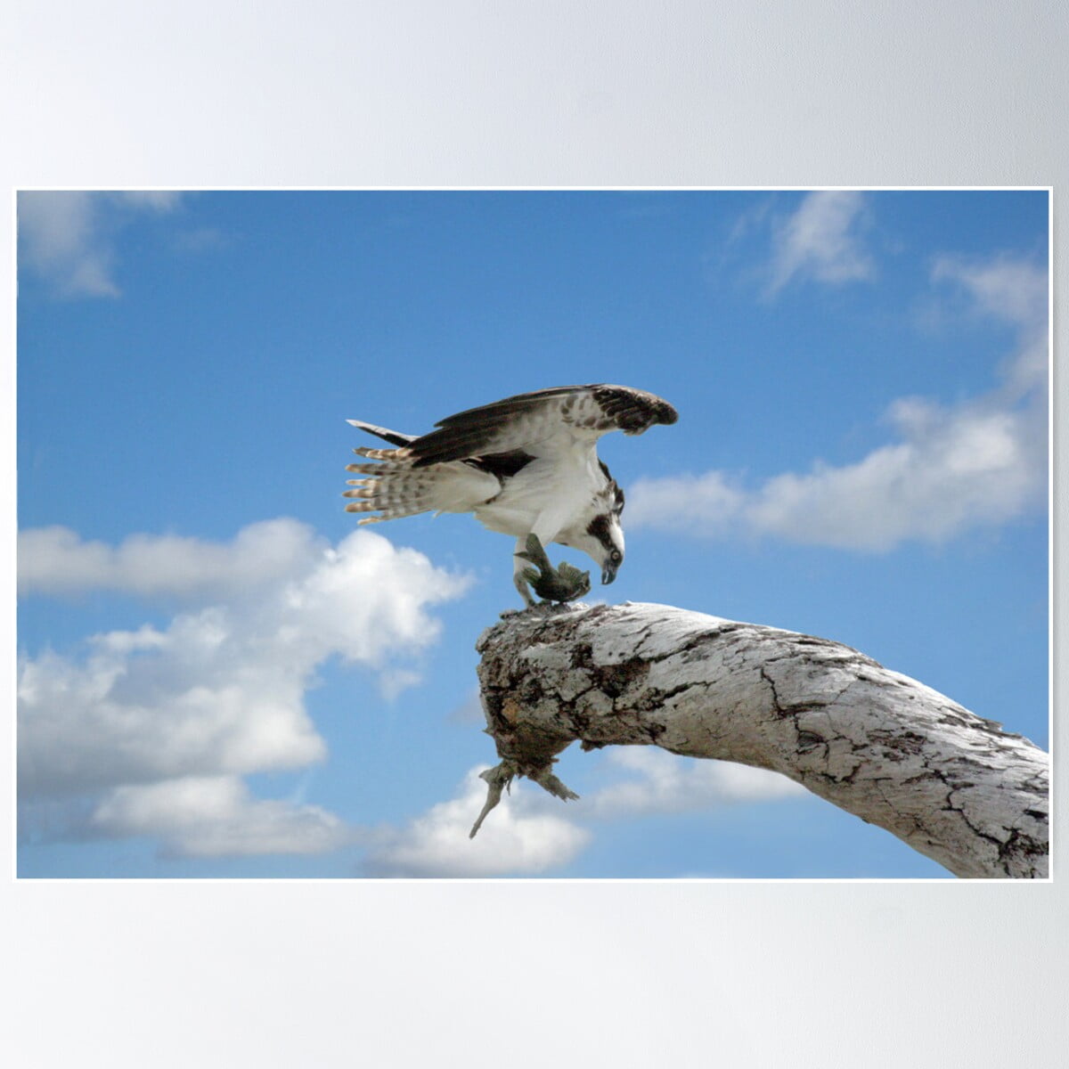 Osprey With Fish Poster Wall Art, Modern Wall Decor For Living Room ...
