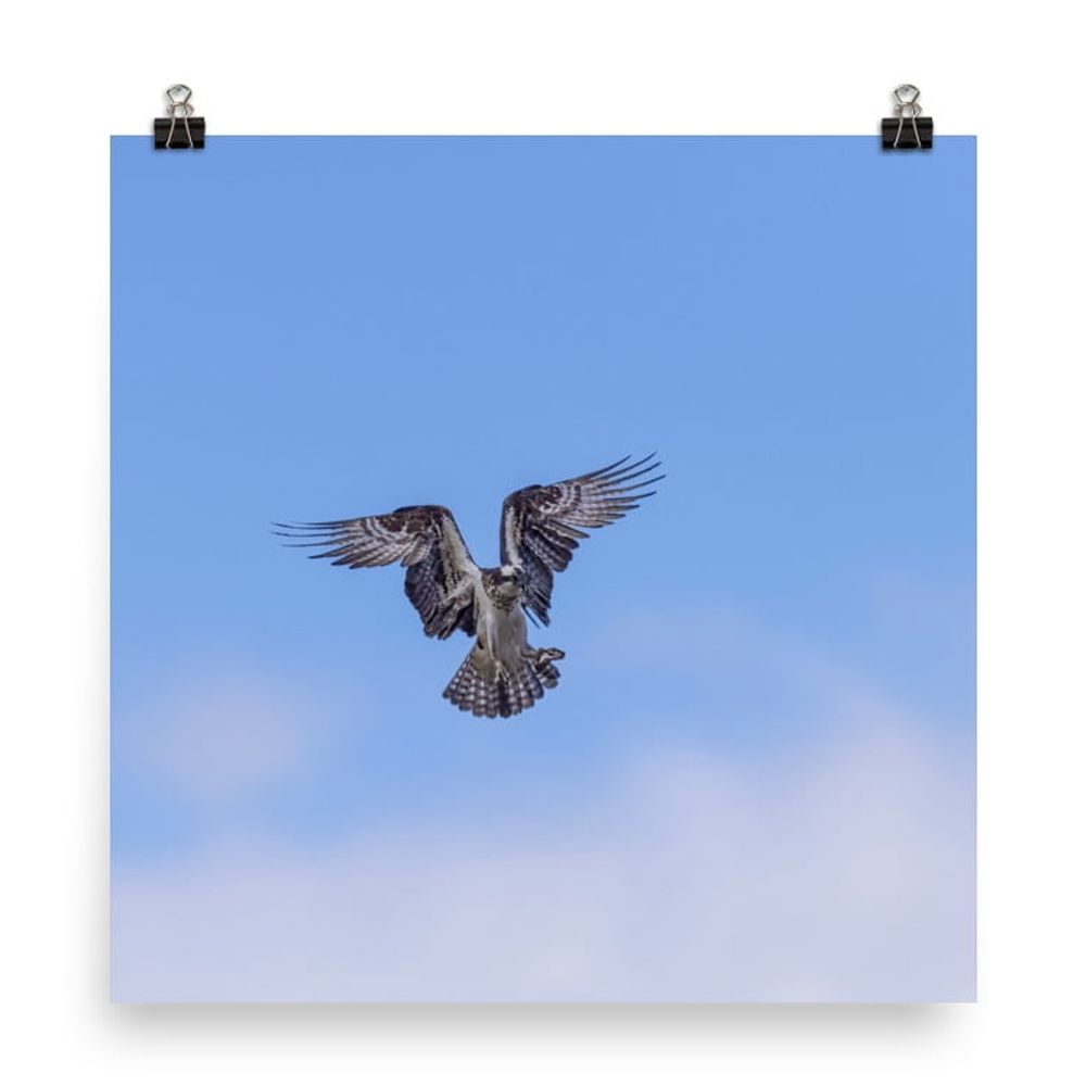 Osprey in the blue sky! Photo paper poster (12″×12″) - Walmart.com