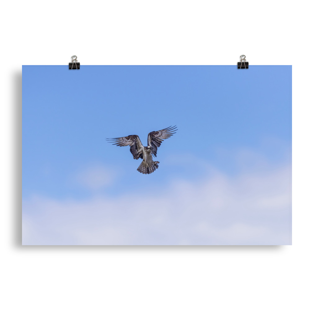 Osprey in the blue sky! Photo paper poster (20″×30″) - Walmart.com