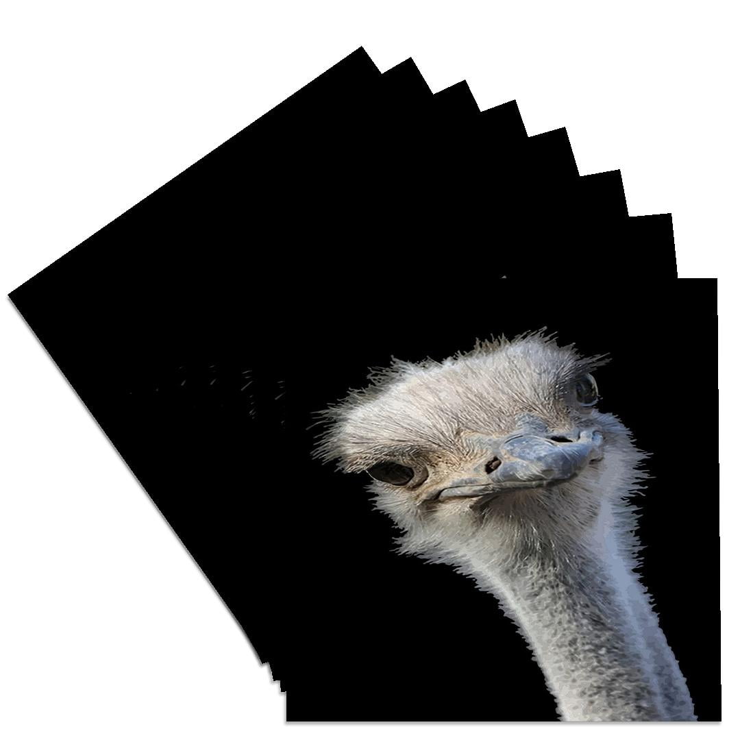 3drose, Ostrich Head and Ugly Bird with Gormless Facial Expression, Set ...