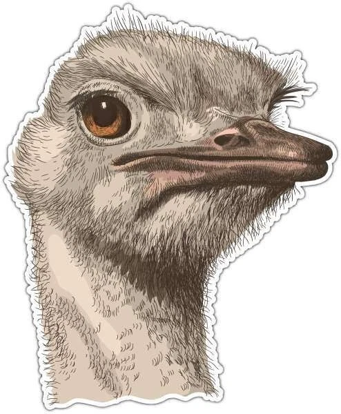 Ostrich Head Bird Zoo Africa Car Window Stickerphone Decal Water Bottle ...