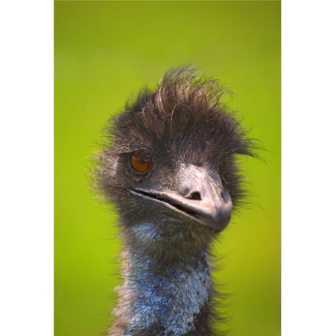 Ostrich Poster Print by Carson Ganci, 22 x 34 - Large - Walmart.com