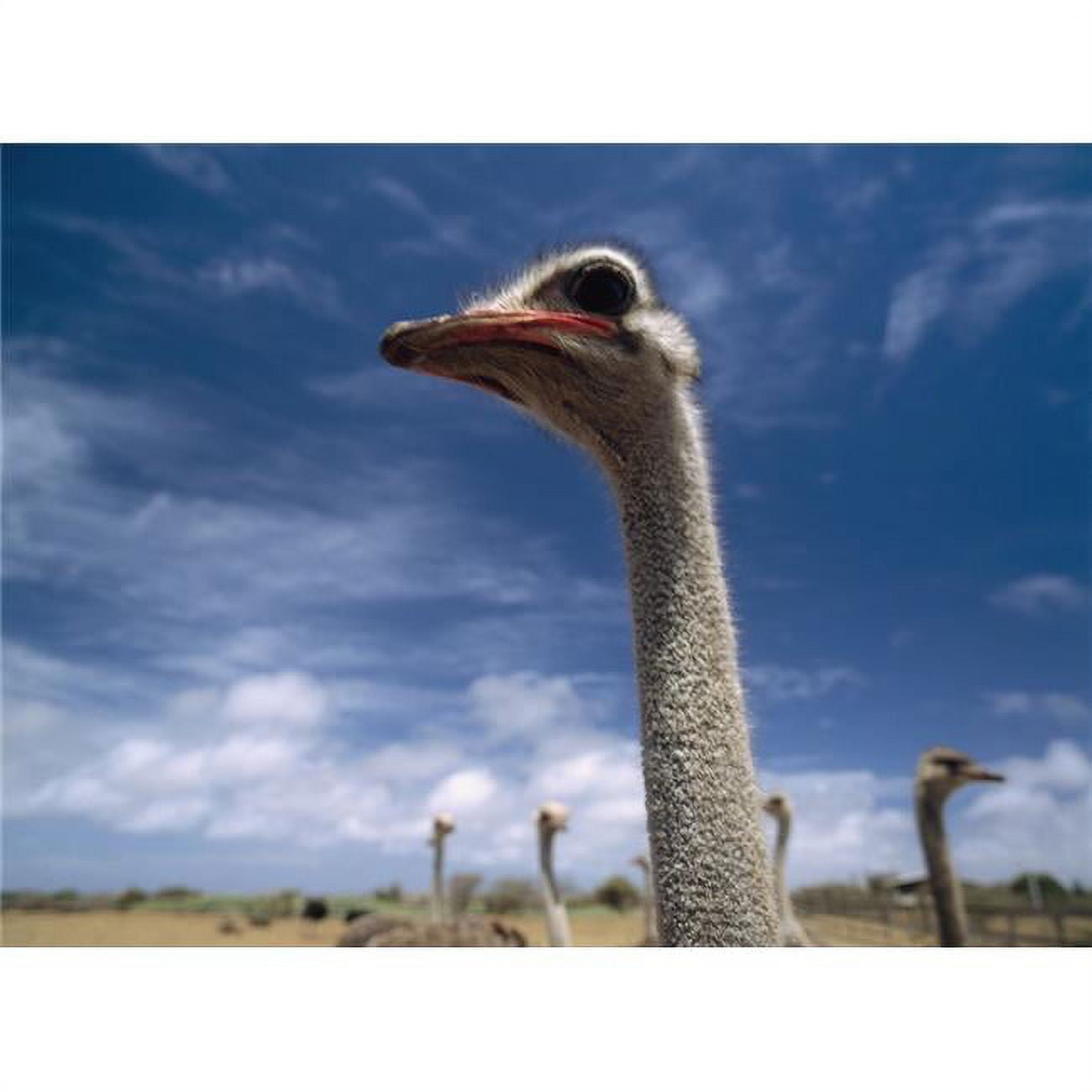 Ostriches On Ostrich Farm Poster Print - 36 x 26 - Large - Walmart.com