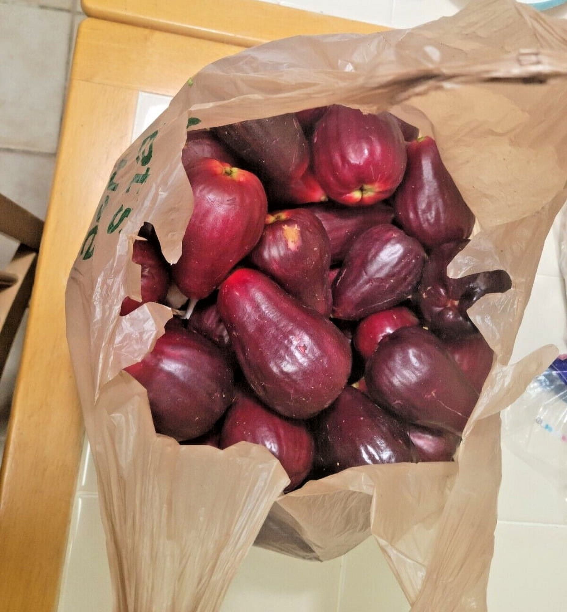 Otaheite Apple seedling, Malay Apple Syzygium malaccense - live plant ...