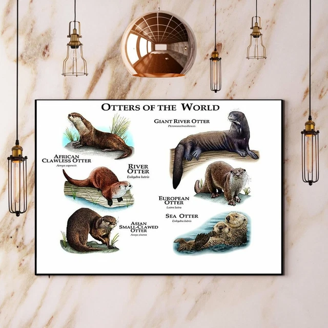 Otters Cute Types Of Otters Of The World Horizontal Poster, Paper NO ...
