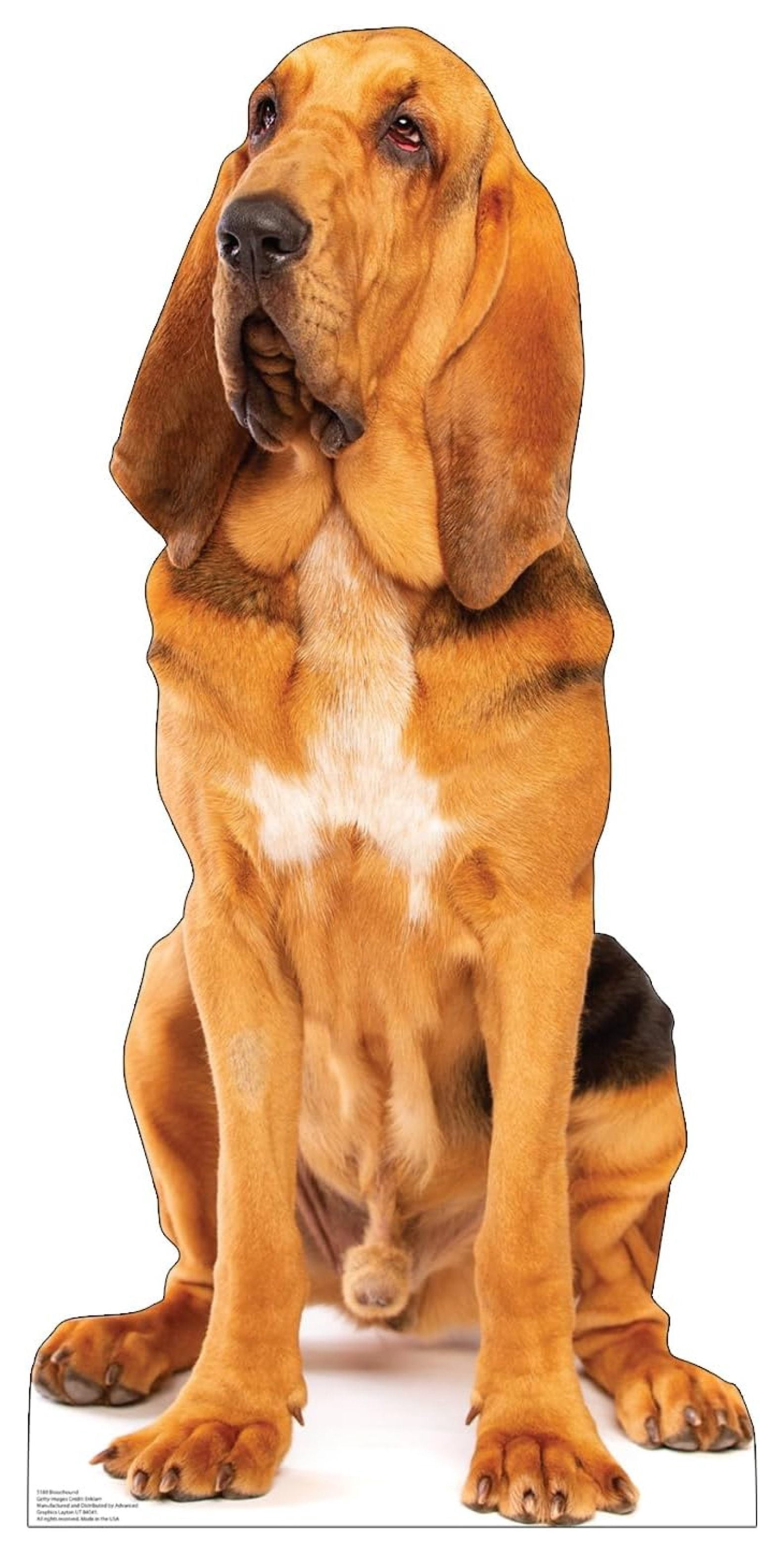 Ou yang fei Bloodhound Life Size Cardboard Cutout Standup - Made in USA ...
