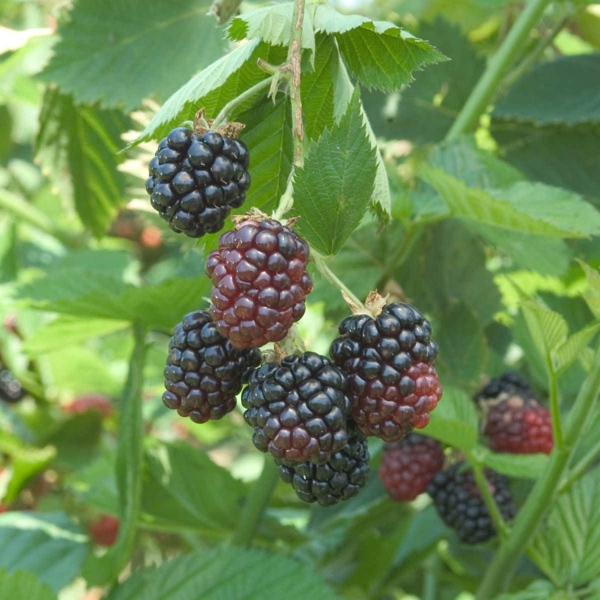 Ouachita Blackberry Bush Potted Fruit Bearing Plant, in a 2.50 Qt. Pot ...