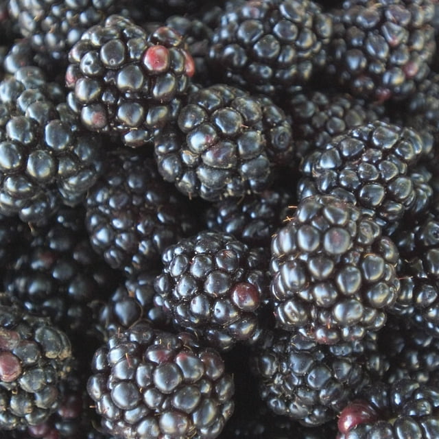 Ouachita Blackberry (Rubus), Dormant Bare Root Starter Fruiting Plant ...