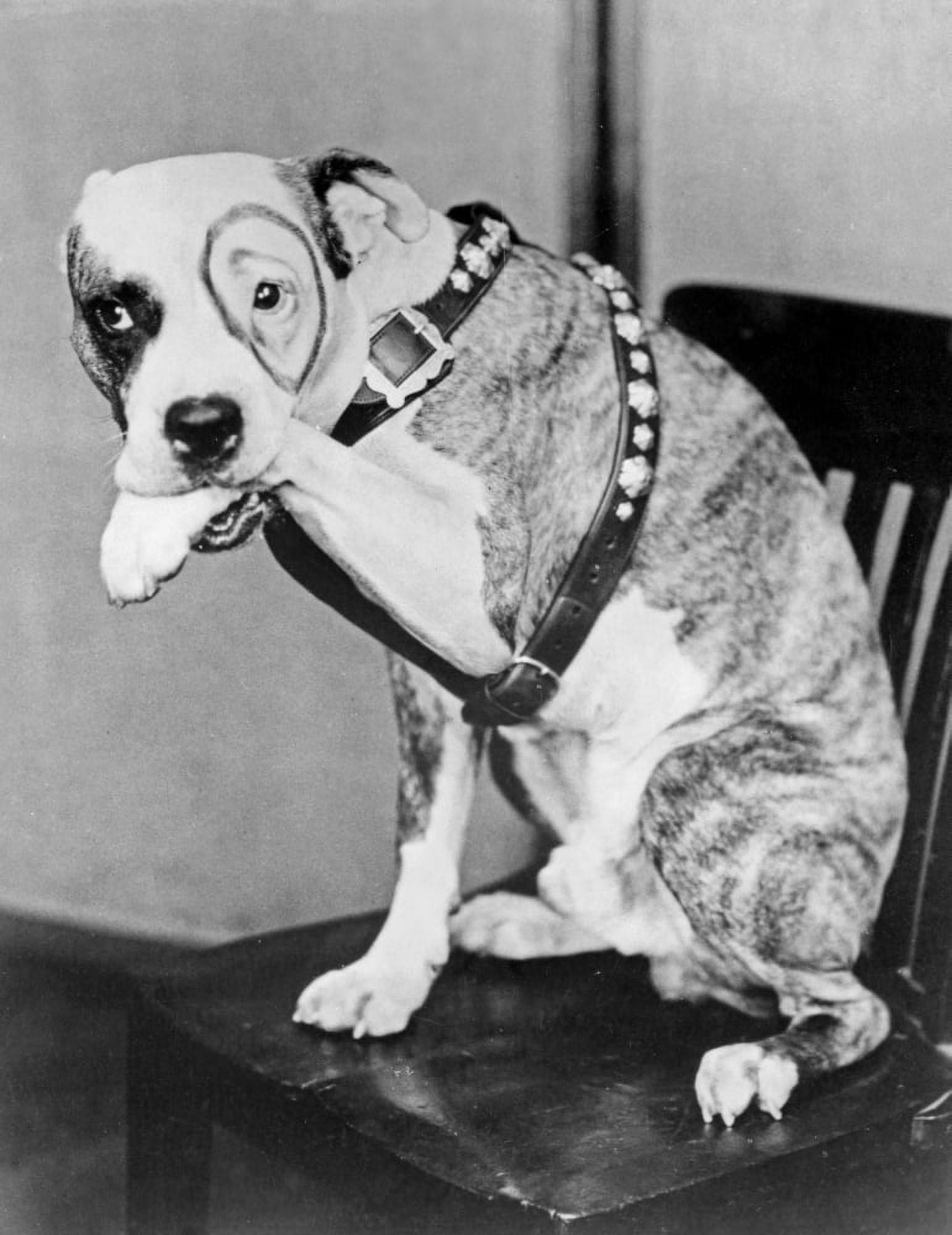 Our Gang dog Photo Print (8 x 10) - Walmart.com