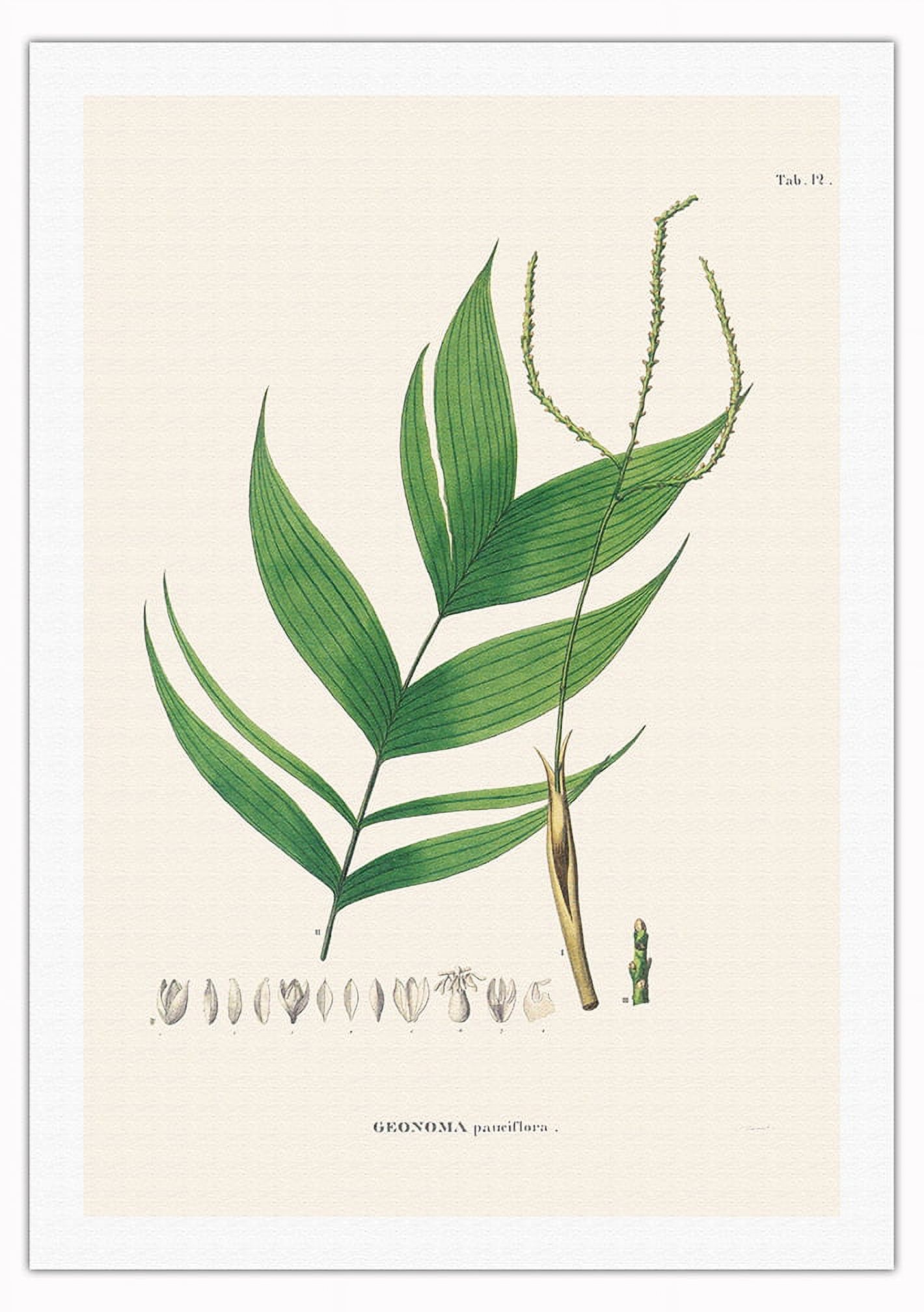 Ouricana Palm Tree Leaf (Geonoma Pauciflora) - Vintage Botanical ...