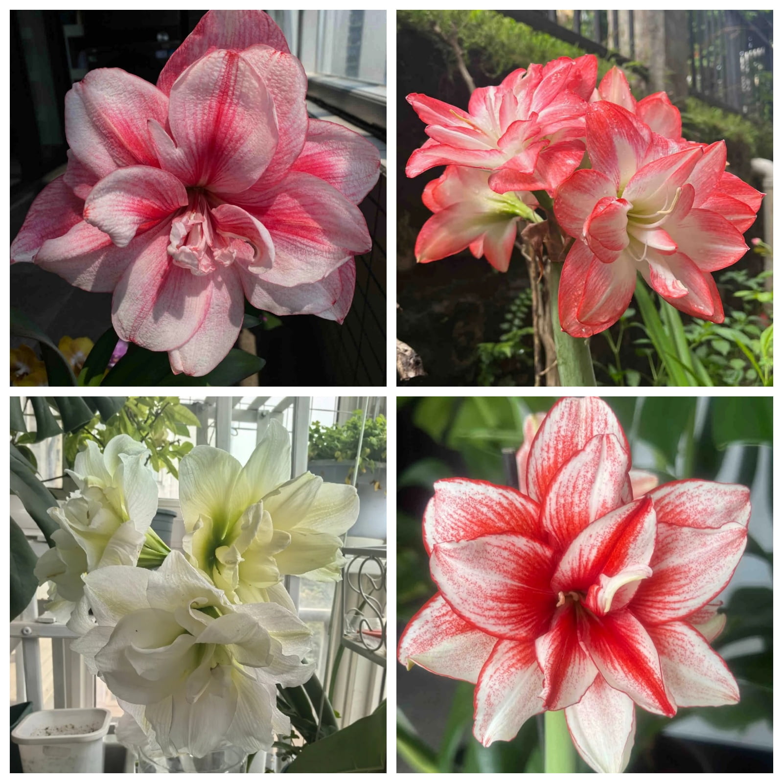 Outdoor Decoration Amaryllis-Bulbs Fast growing -Filling garden corners ...