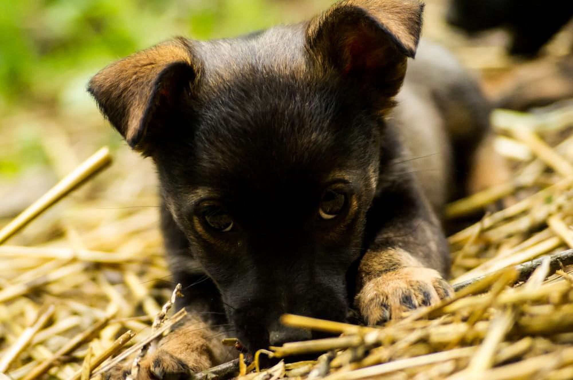 Outdoor Dog or Cat Bedding - Clean, Dry and Soft Decorative Straw for ...