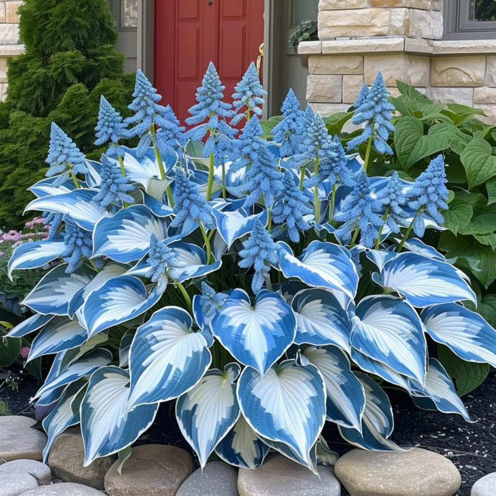 Outdoor Garden Hosta - Garden Decoration, Perennial, Cold And Shade ...