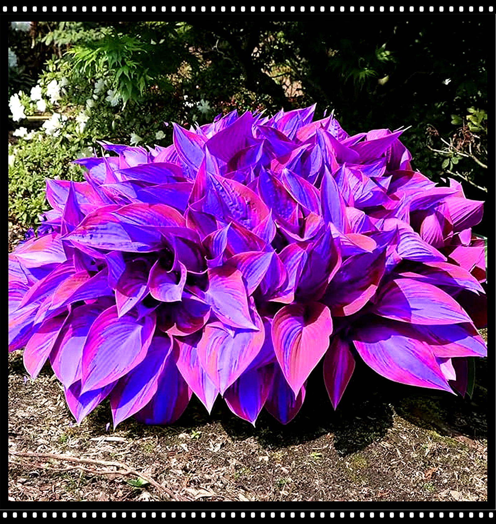 Outdoor Garden hosta Decoration, plant on sale US pot - Walmart.com