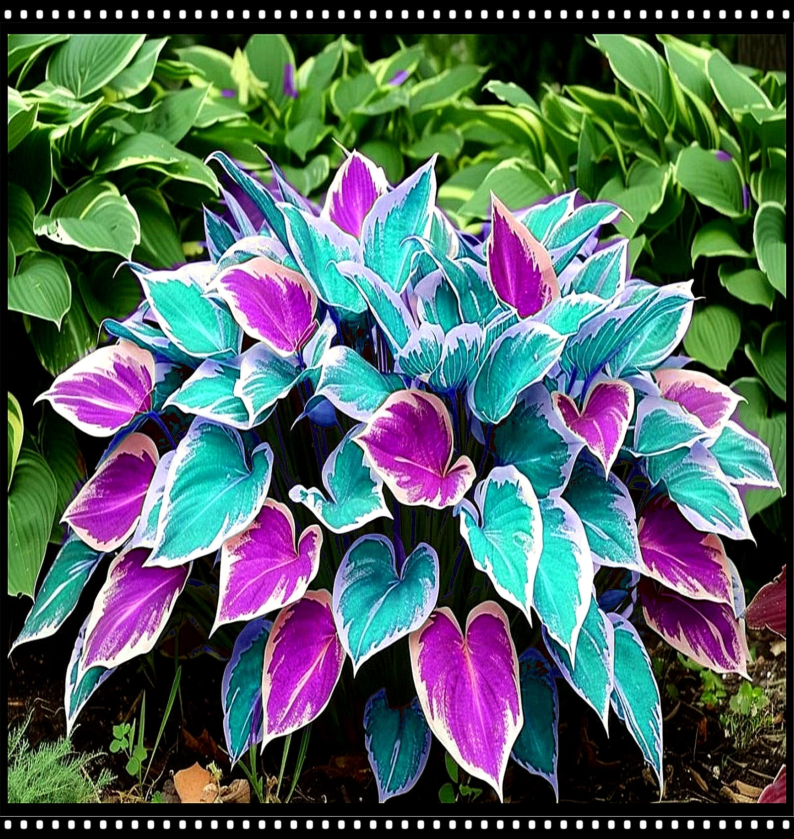 Outdoor Gardens hosta Decoration, plant on sale now us - Walmart.com