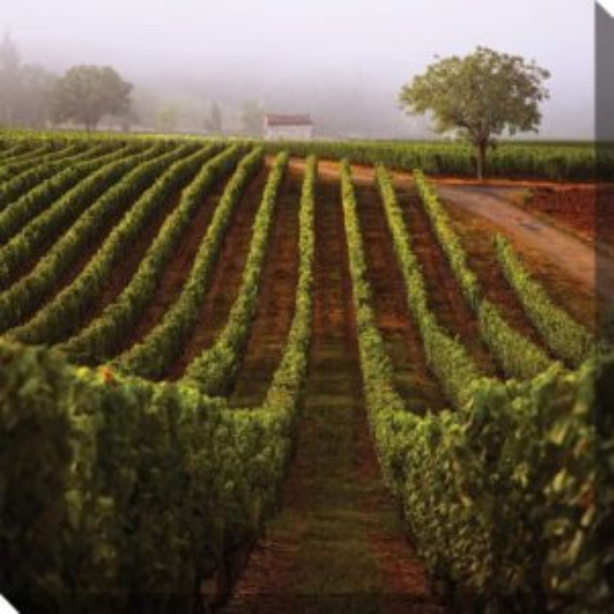 Outdoor Living and Style Green and Brown Vineyard Walk Outdoor Canvas ...
