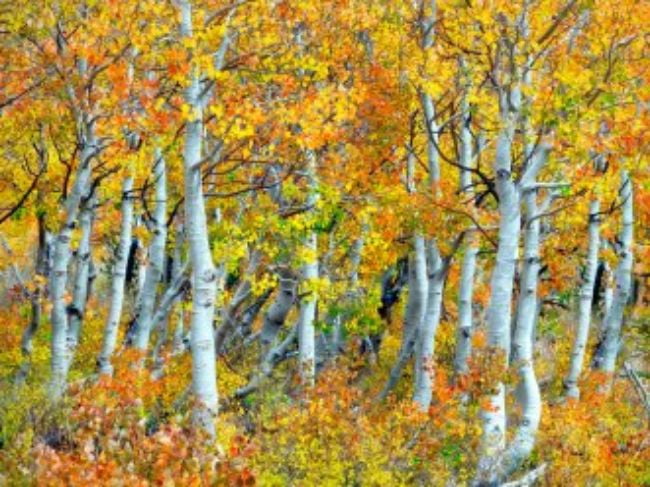 Outdoor Living and Style Yellow and White Trunks of Aspen Trees Outdoor ...