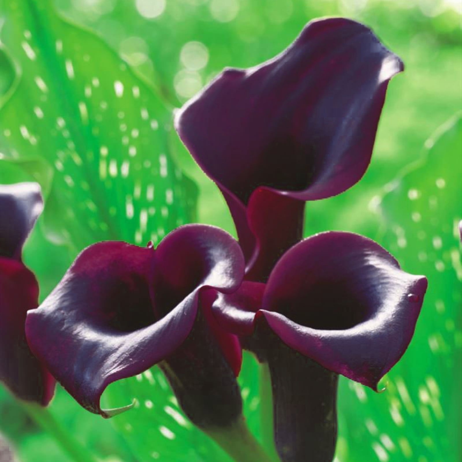 Outdoors, Perennial Calla Lily, Garden (Calla Lilies) Long Lasting ...