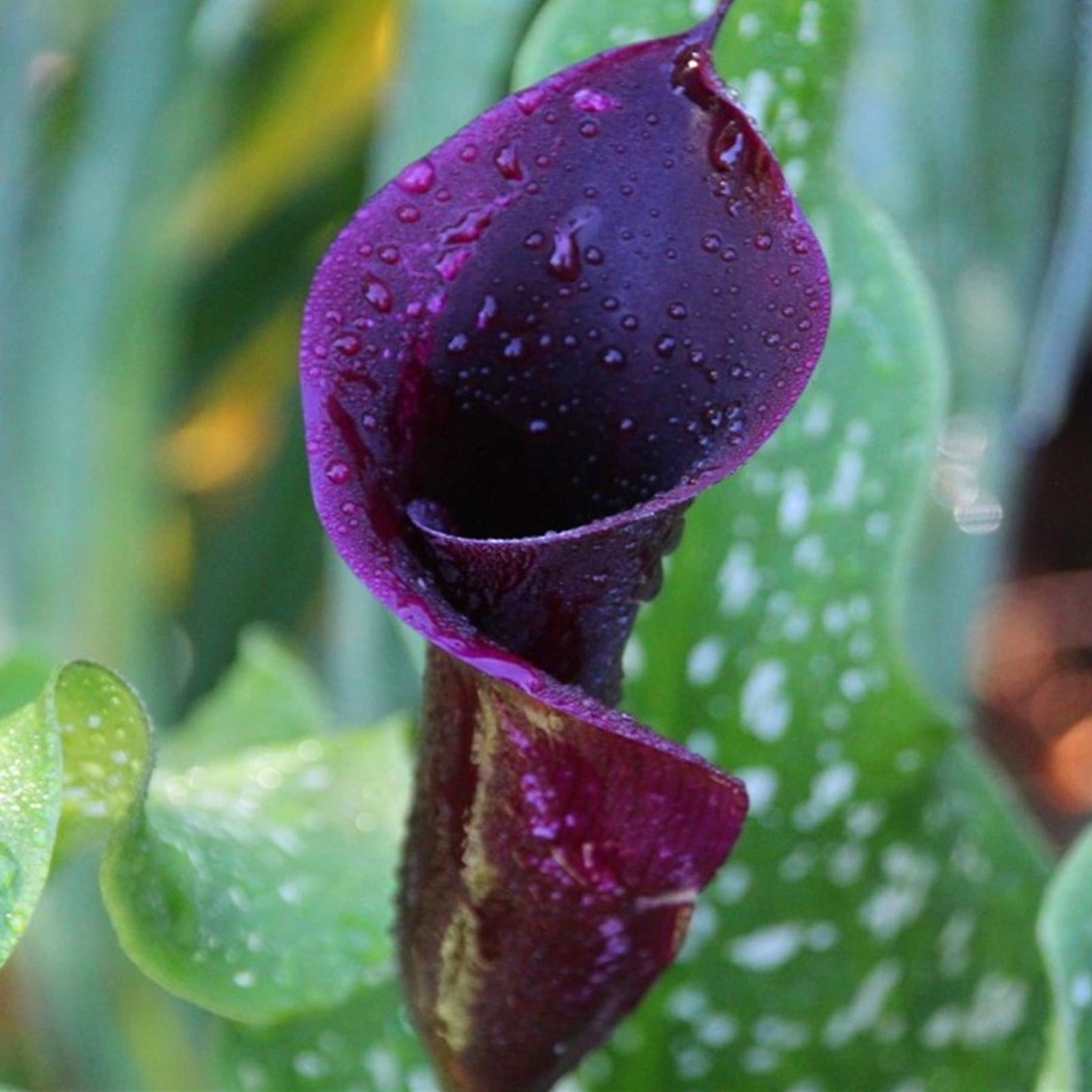 Outdoors, Perennial Calla Lily, Garden (Calla Lilies) Long Lasting ...