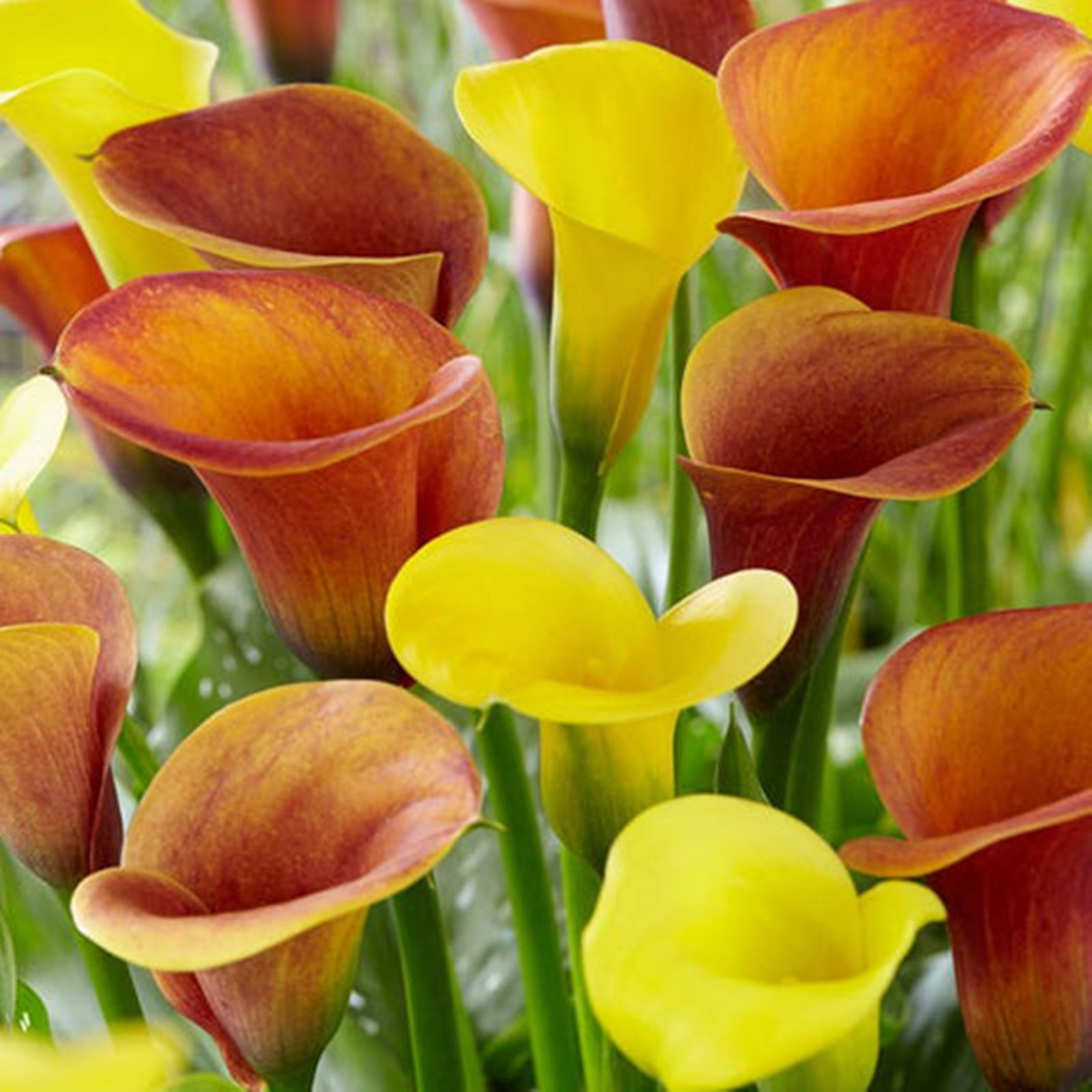 Outdoors, Perennial, Garden (Calla Lilies) Rich Colors Calla Lily ...