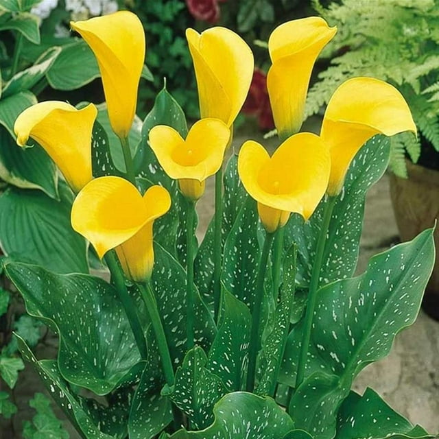 Outdoors, Perennial, Garden (Calla Lilies) Rich Colors Calla Lily ...