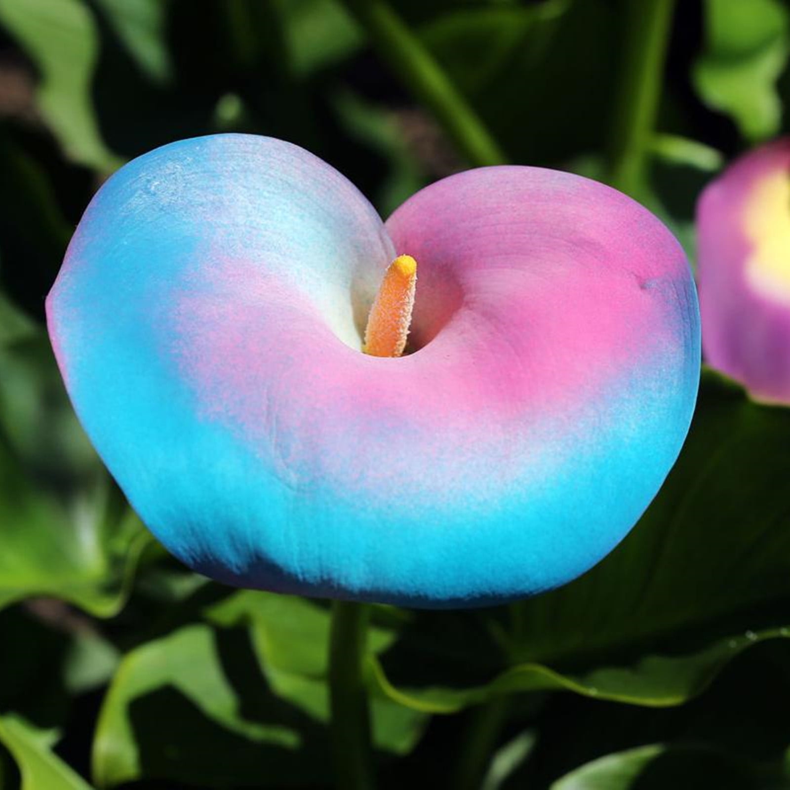 Outdoors, Perennial, Garden (Calla Lilies) Rich Colors Calla Lily ...
