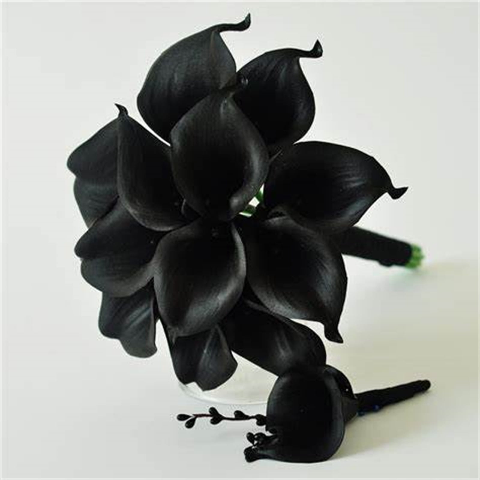 Outdoors, Perennial, Rich Colors Calla Lily, Garden (Calla Lilies ...