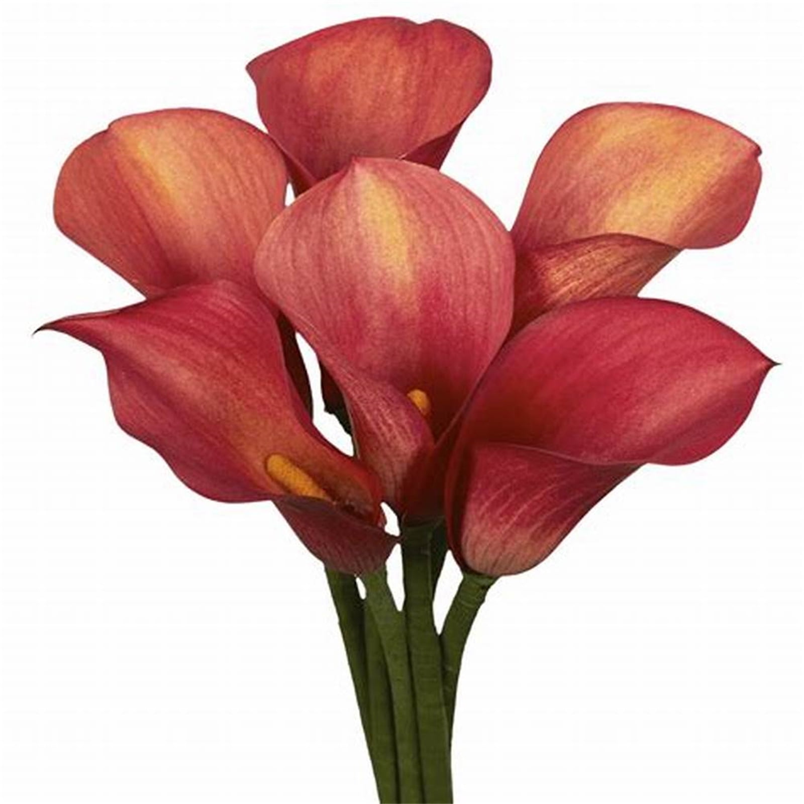 Outdoors, Perennial, Rich Colors Calla Lily, Garden (Calla Lilies ...