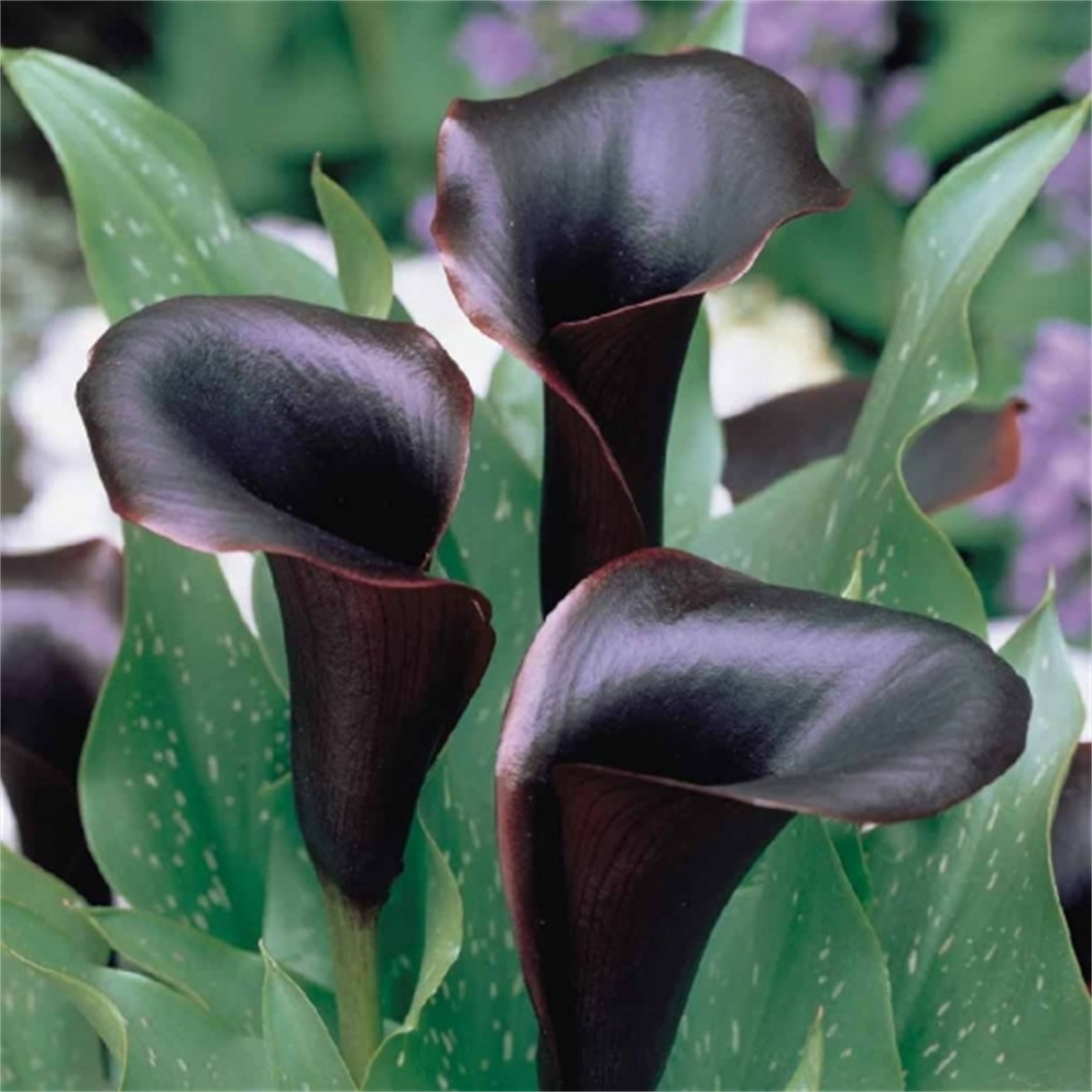 Outdoors, Rich Colors, Perennial Calla Lily, Garden (Calla Lilies ...