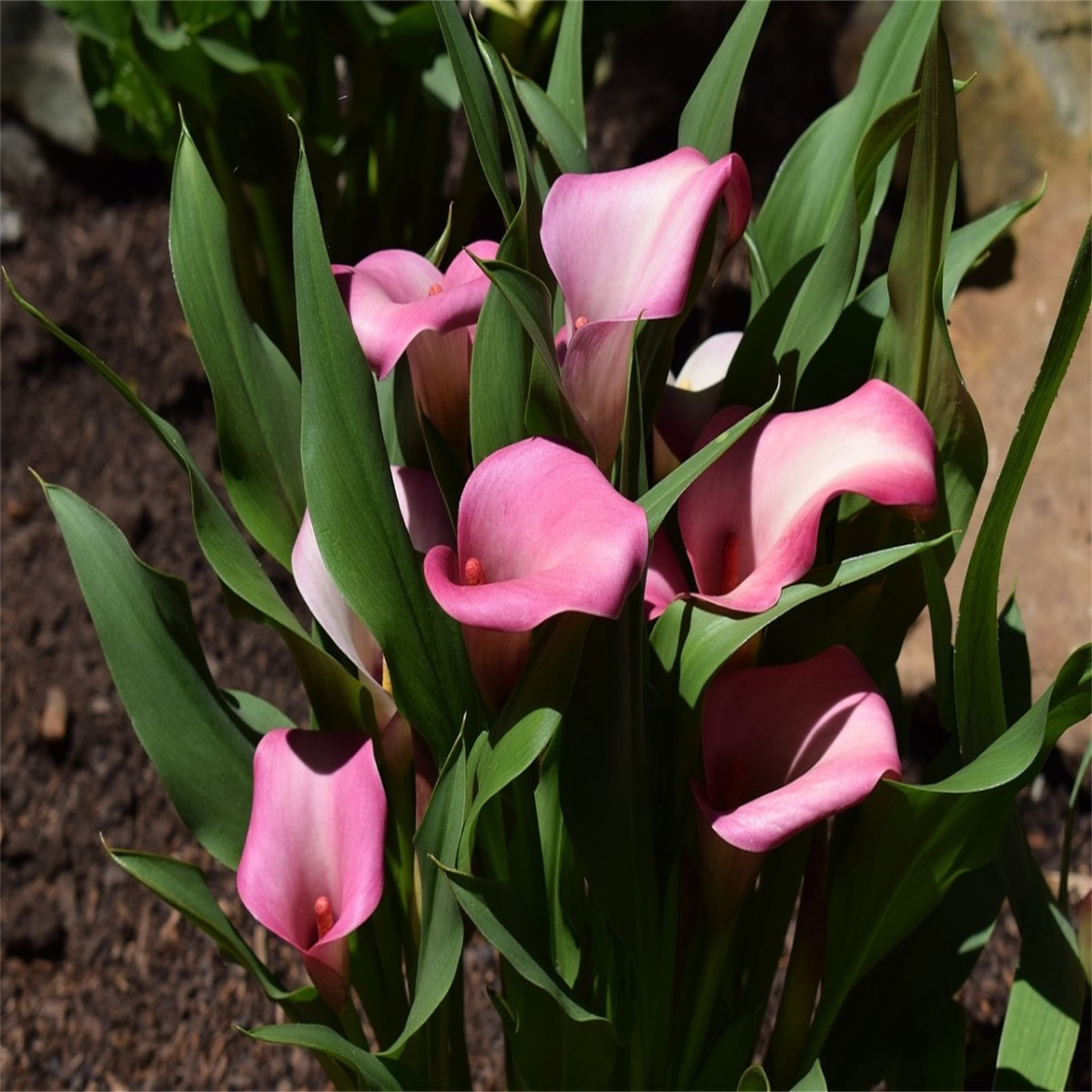 Outdoors, Rich Colors, Perennial Calla Lily, Garden (Calla Lilies ...