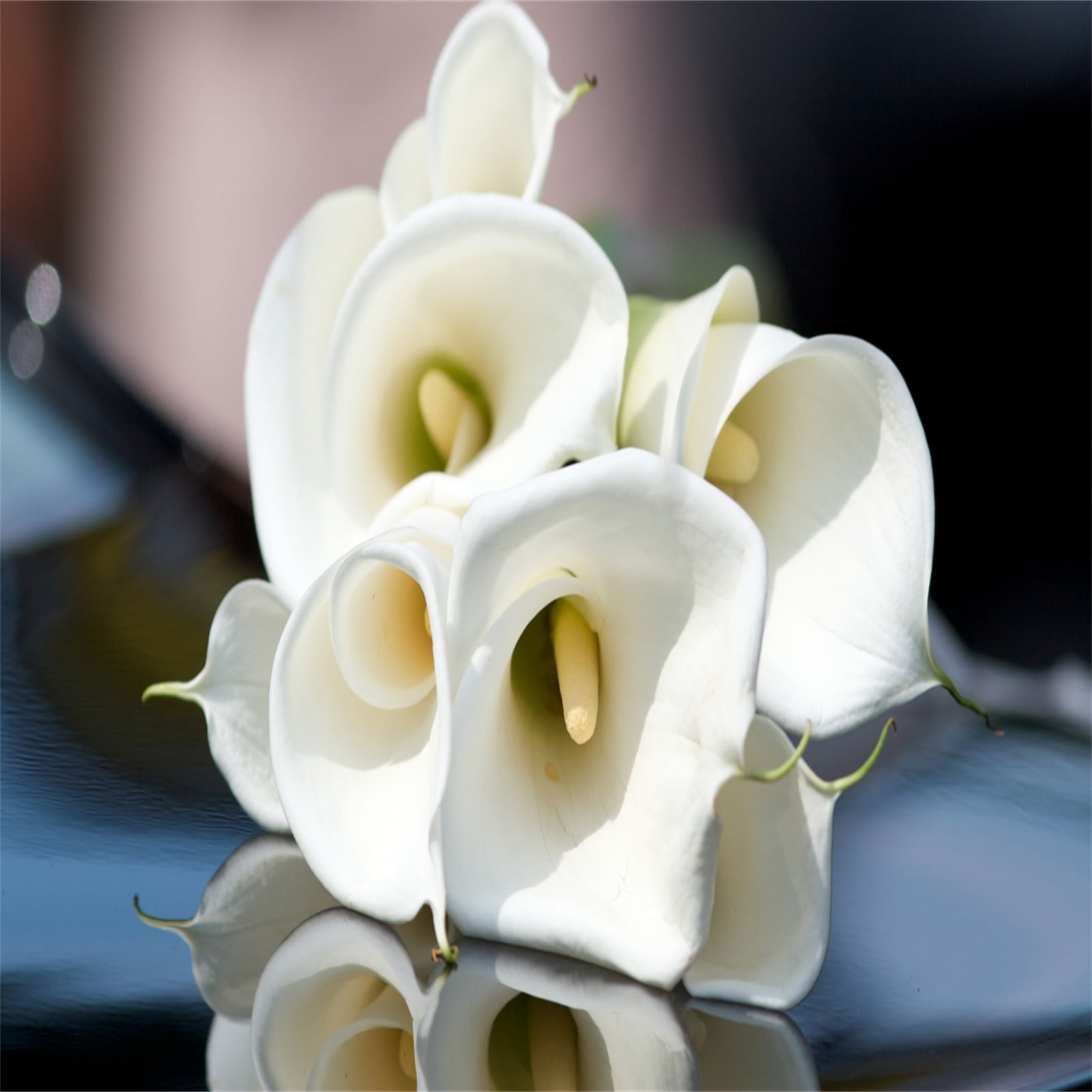 Outdoors, Rich Colors, Perennial Calla Lily, Garden (Calla Lilies ...