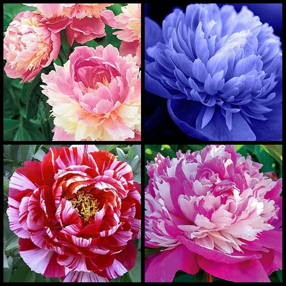 Outdoors, Rich Colors, Perennial Peony , Garden (Peony) Beautify ...