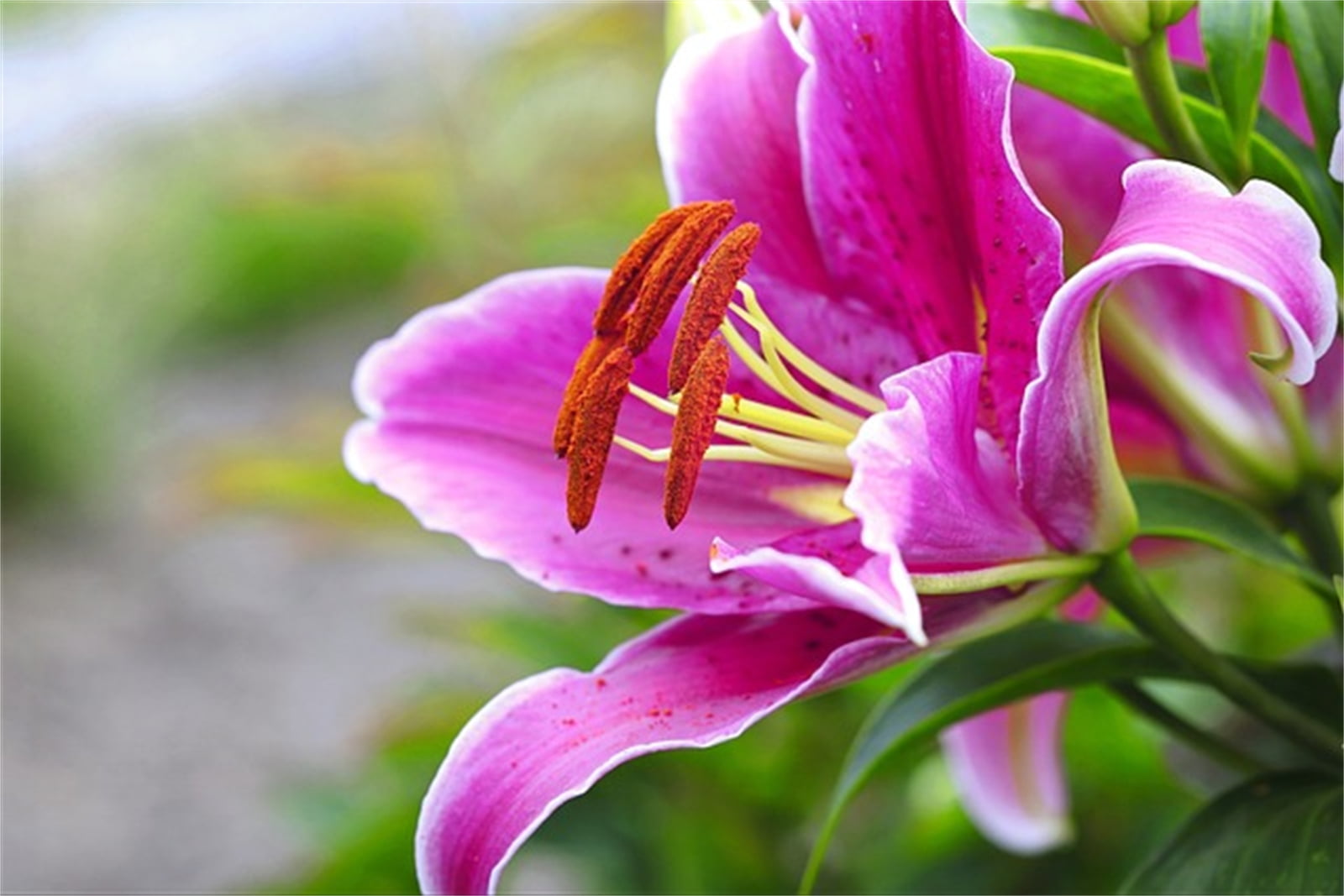 Outdoors, Rich Colors, Perennial lily , Garden (Lilies) - Walmart.com
