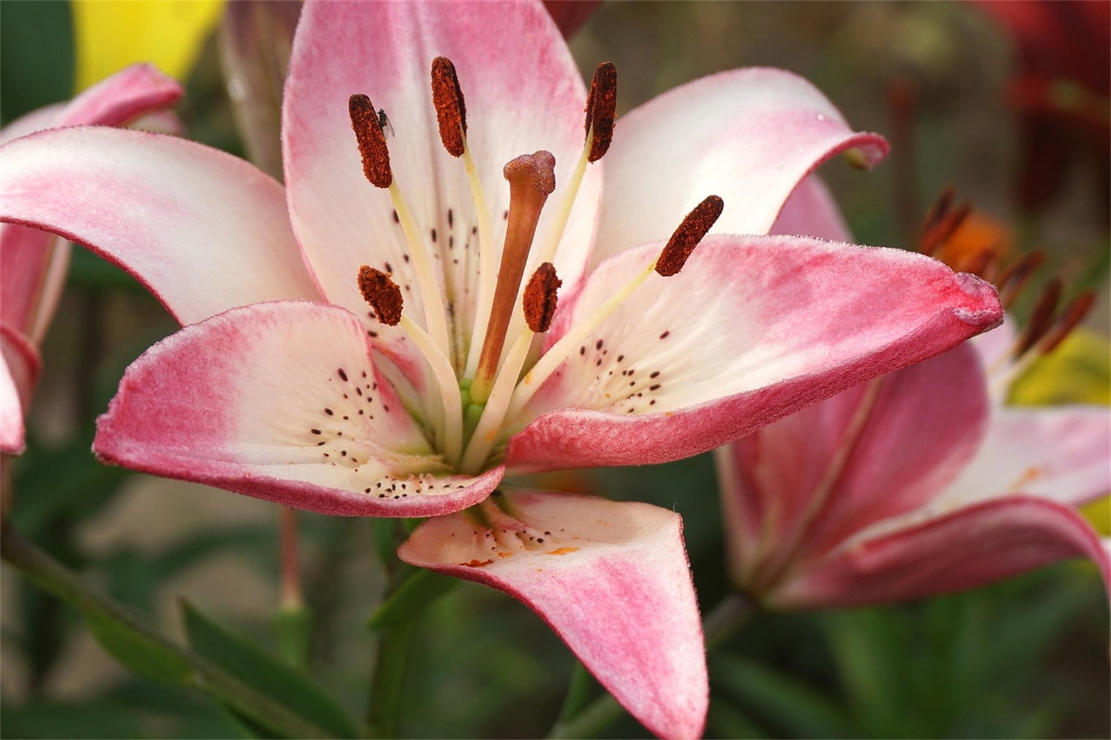 Outdoors, Rich Colors, Perennial lily , Garden (Lilies) - Walmart.com