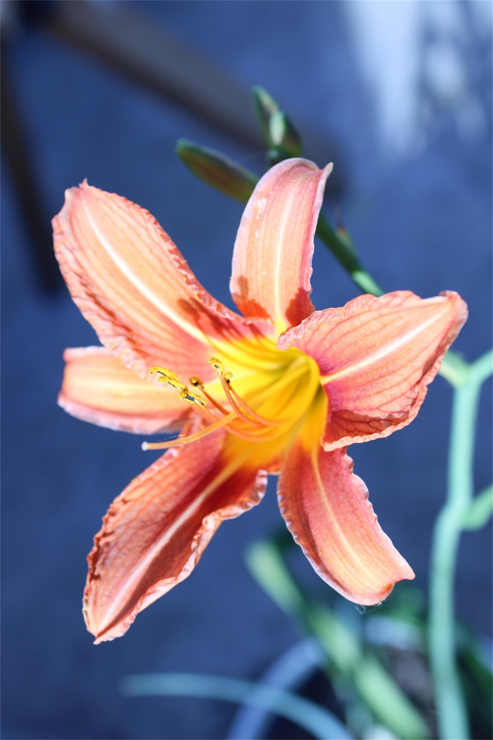 Outdoors, Rich Colors, Perennial lily , Garden (Lilies) - Walmart.com