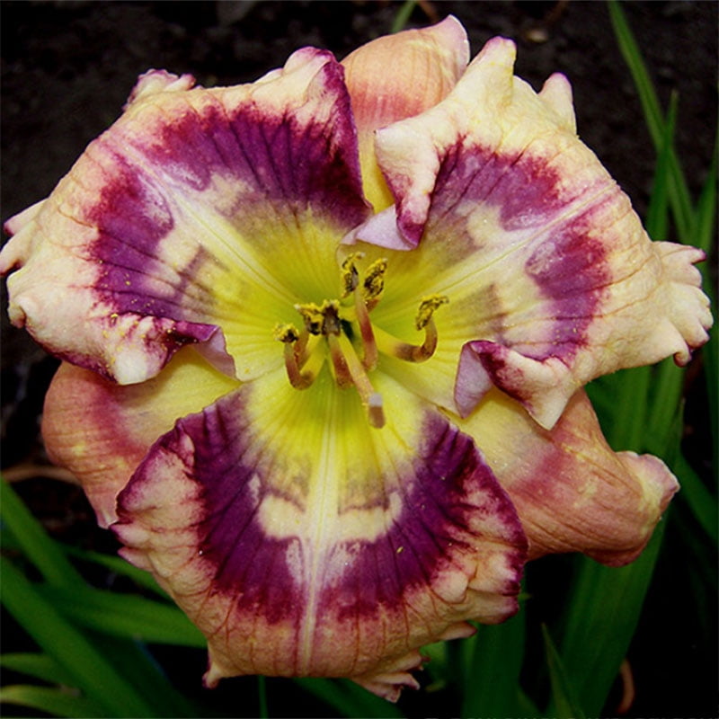 Outer Space Re-Blooming Daylily Flower Bulbs - Attracts Butterflies and ...