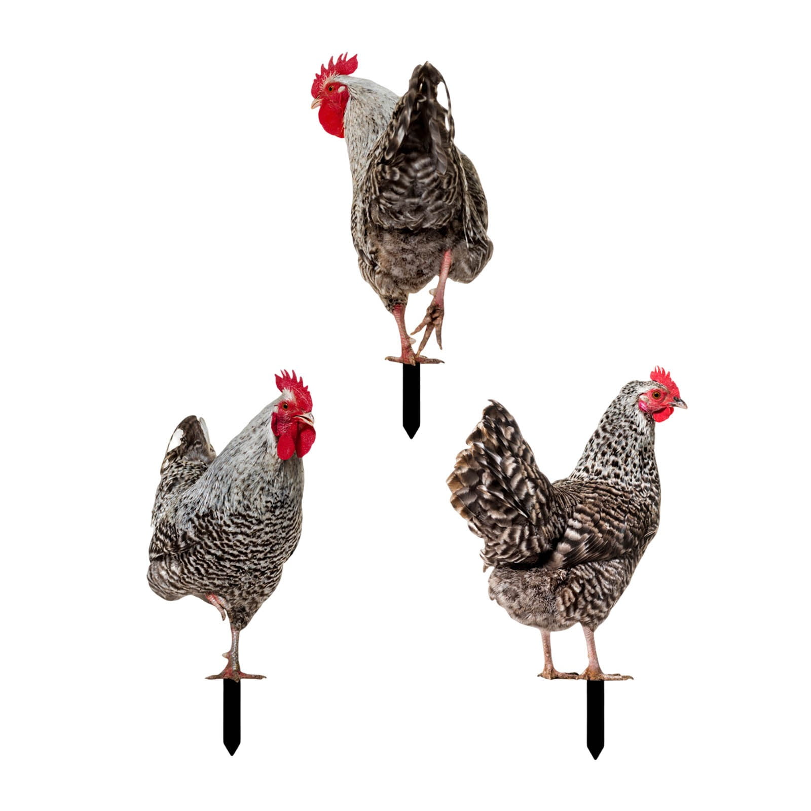 Outside Solar Lights for Yard Waterproof, 3d Rooster Hen Garden ...