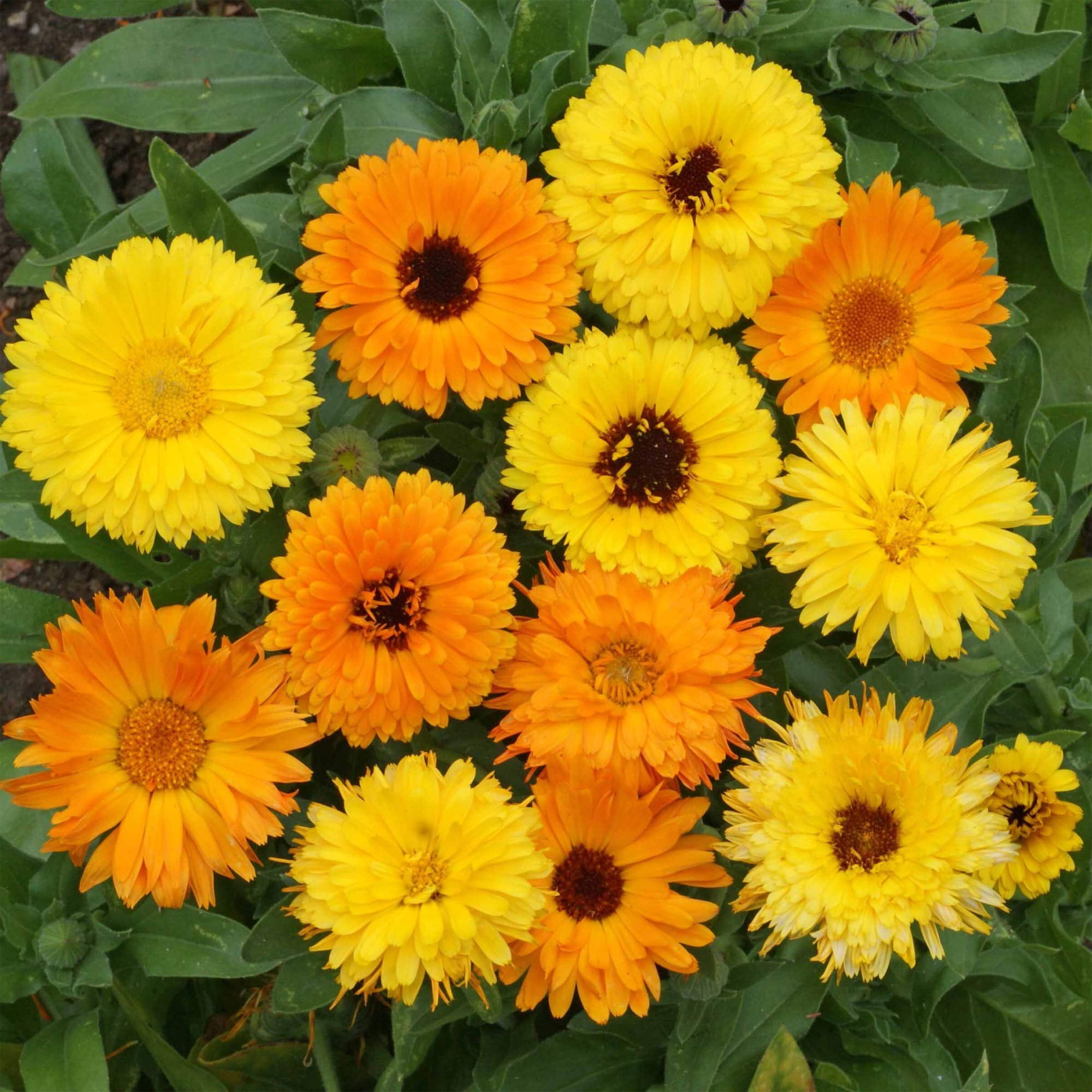 Outsidepride 1 lb. FEV6 Annual Calendula Pot Marigold Flower Seed Mix ...