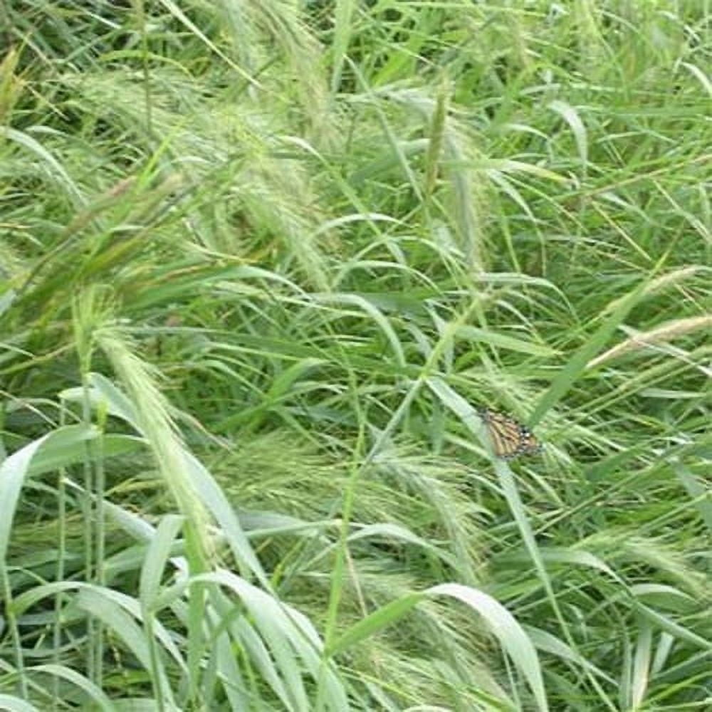 Outsidepride 1 lb. Perennial Southeast Native Grass Seed Mix of Warm ...