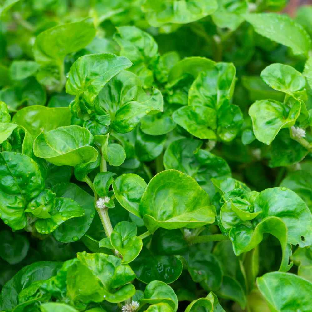 Outsidepride Watercress Seeds, Nasturtium Officinale, 10000 Heirloom ...