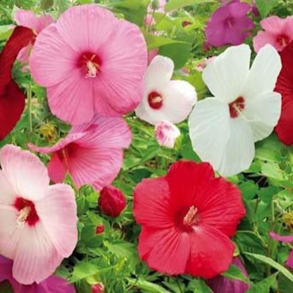 Outsidepride 10 Seeds FEV6 Perennial Hibiscus Luna Mix Flower Seeds for ...