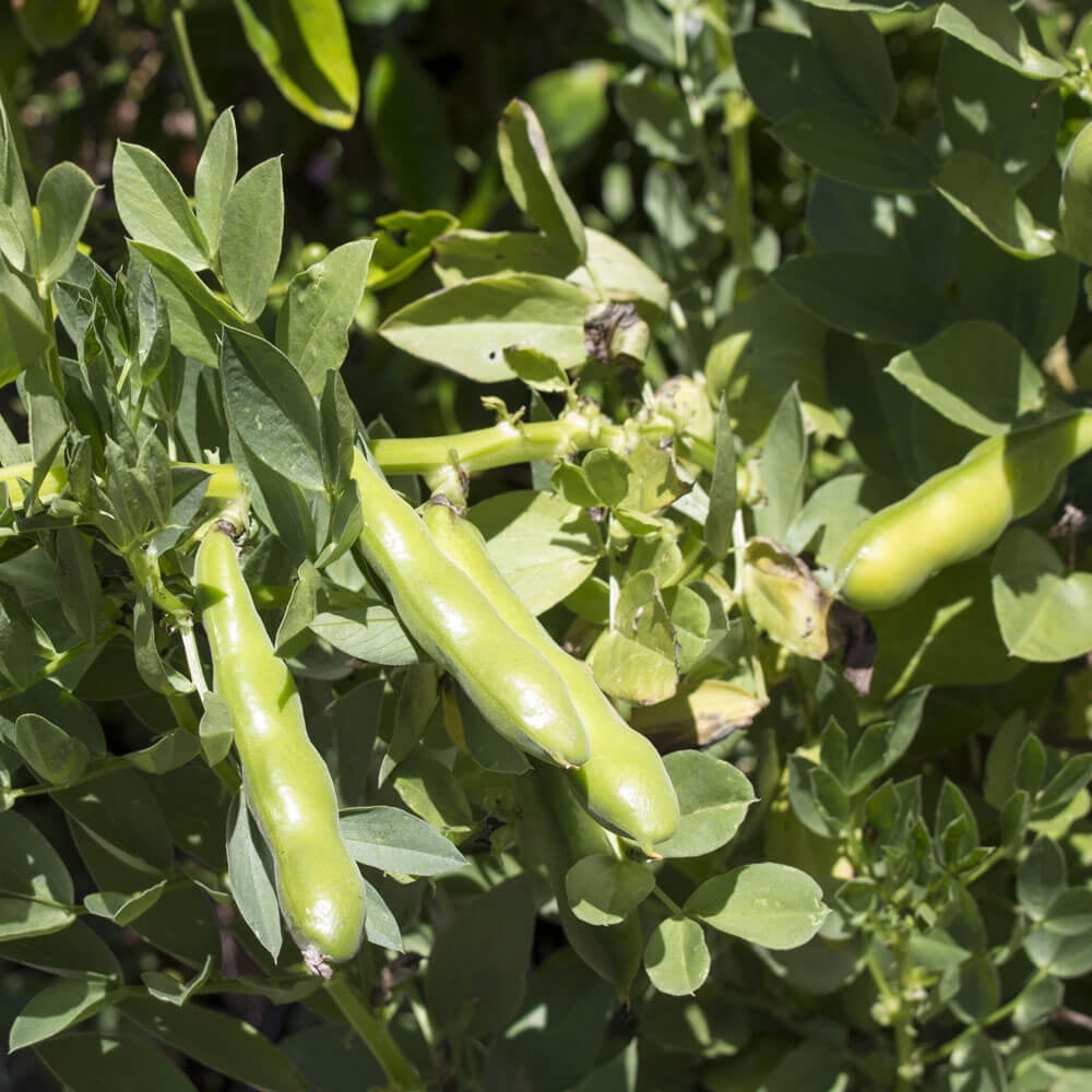 Outsidepride Annual Fava Beans Seeds - 10 lbs. High-Protein Forage ...